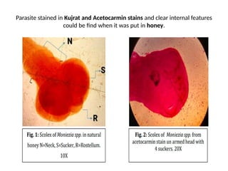 Presentation On Research in Medical Science | PPT