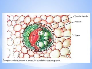 Circulation and respiration of plants and animals | PPT