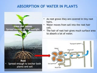 Circulation and respiration of plants and animals | PPT