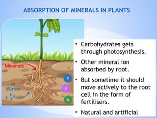 Circulation and respiration of plants and animals | PPTX