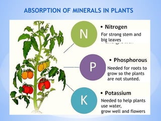 Circulation and respiration of plants and animals | PPT