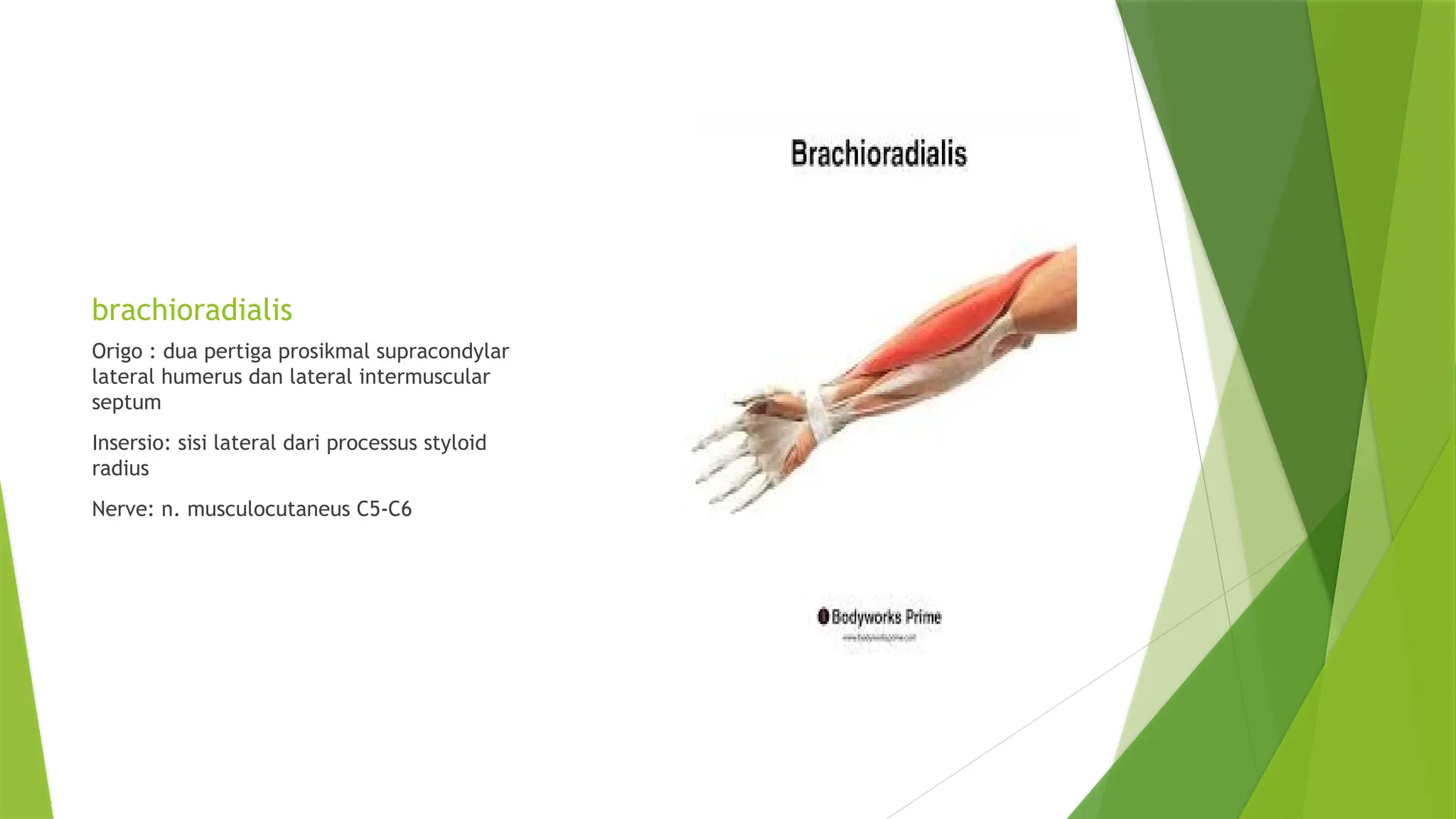 Presentation anatomi otot di elbow joint | PPTX