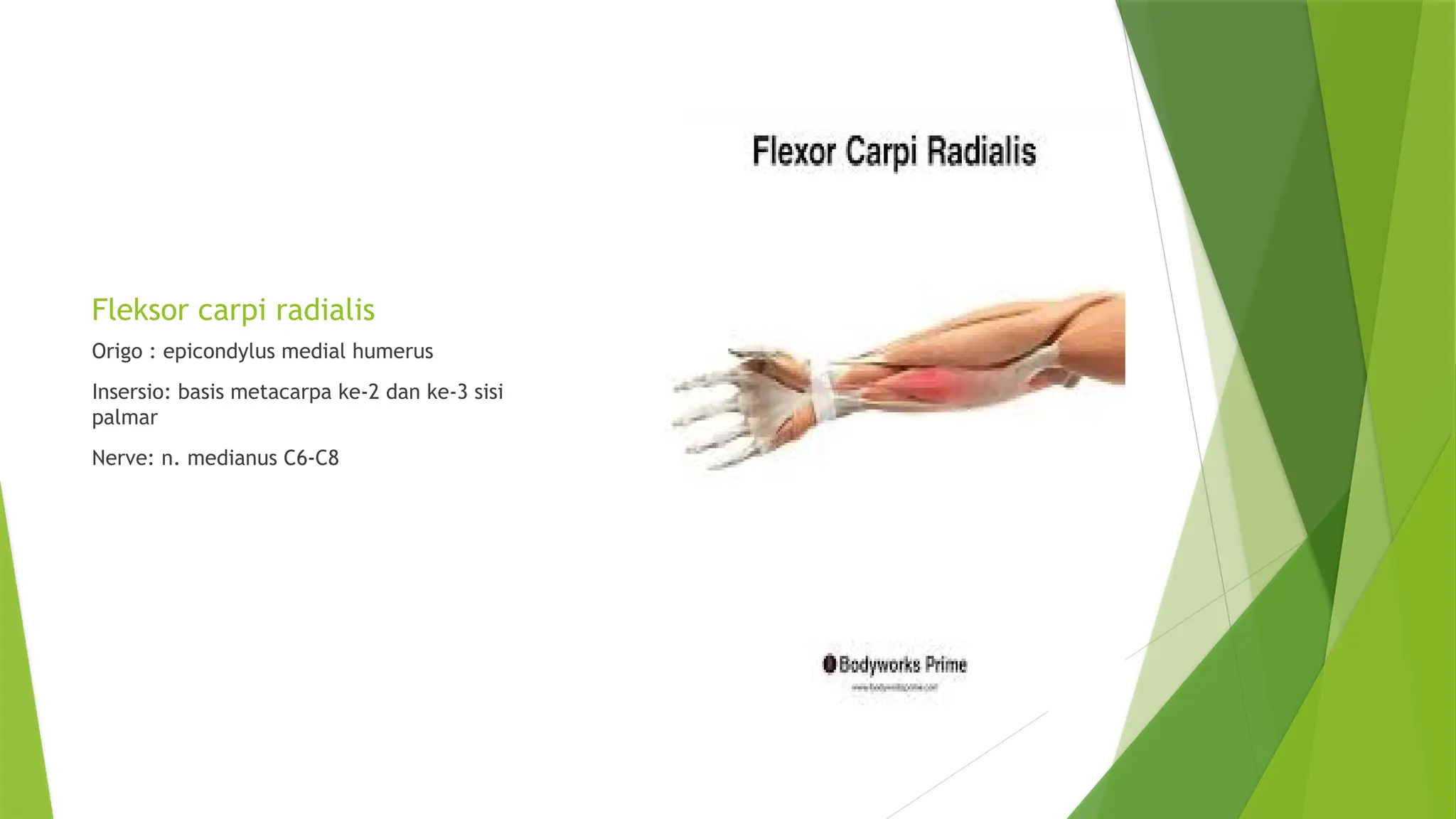 Presentation anatomi otot di elbow joint | PPTX