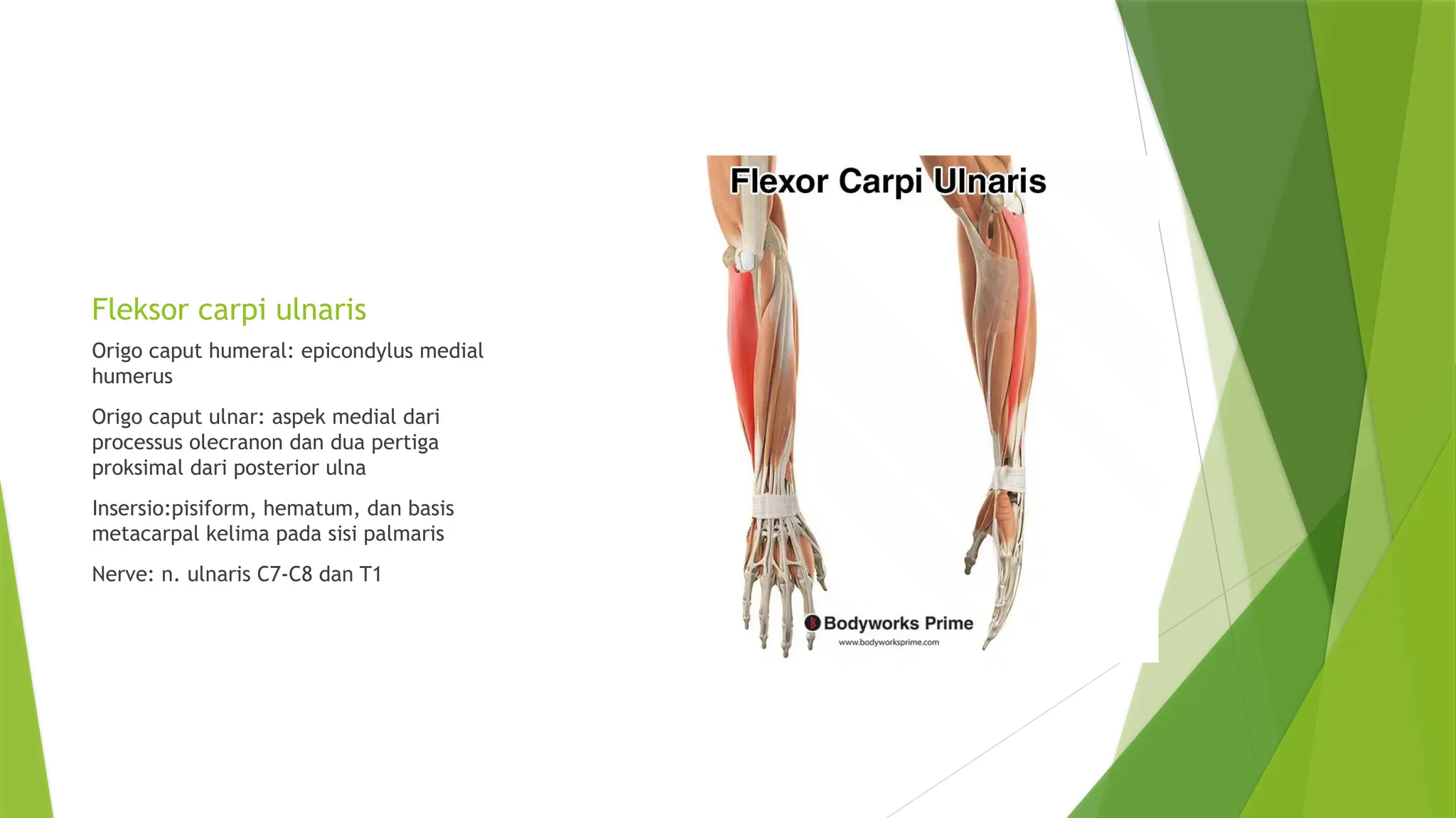Presentation anatomi otot di elbow joint | PPTX