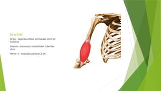Presentation anatomi otot di elbow joint | PPTX