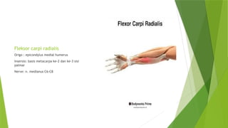 Presentation anatomi otot di elbow joint | PPTX