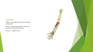 Presentation anatomi otot di elbow joint | PPTX