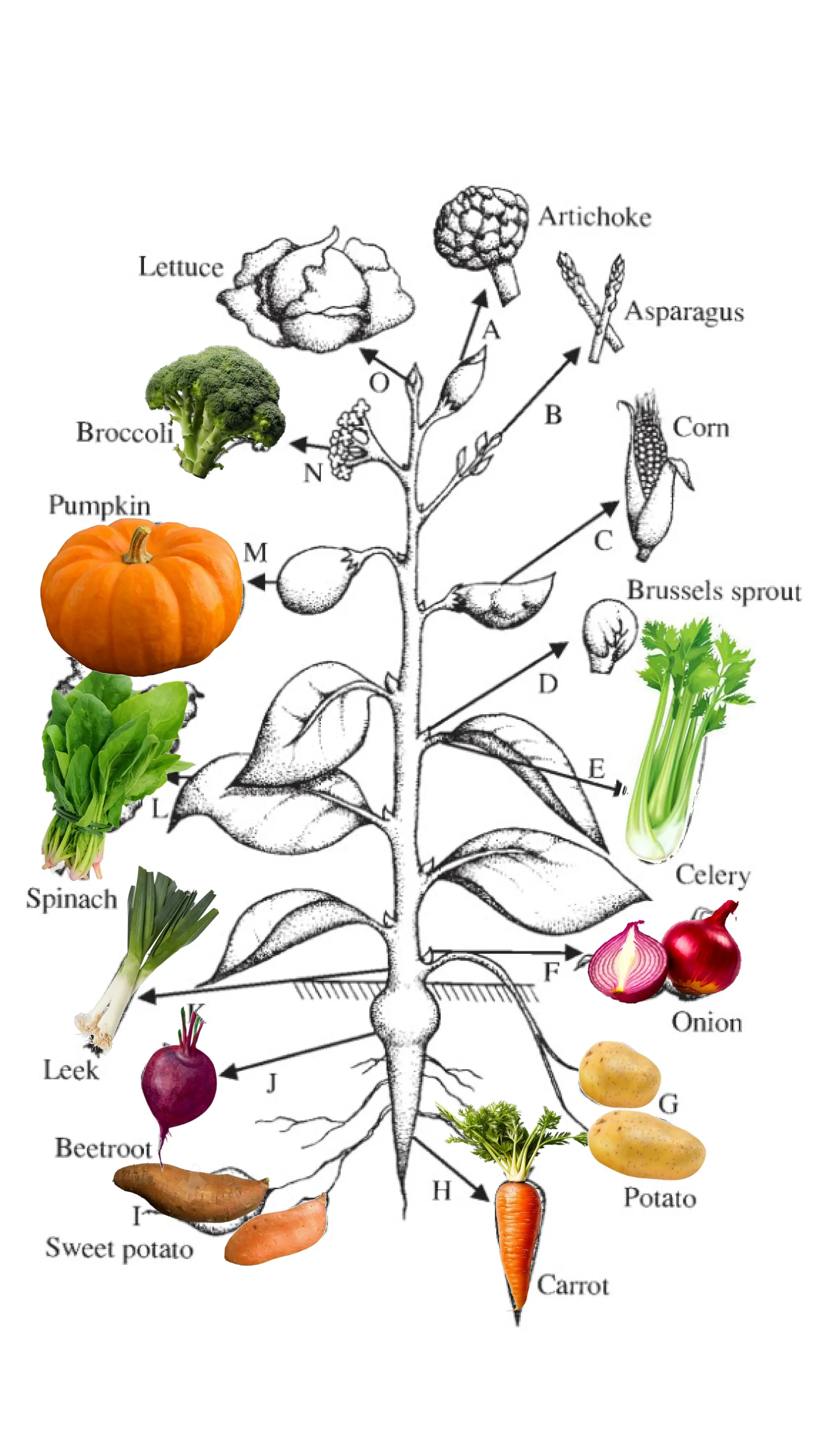 Development of vegetables from different plant organs | PPTX