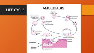 Presentation(1).ppt about amoebiasis, types | PPTX