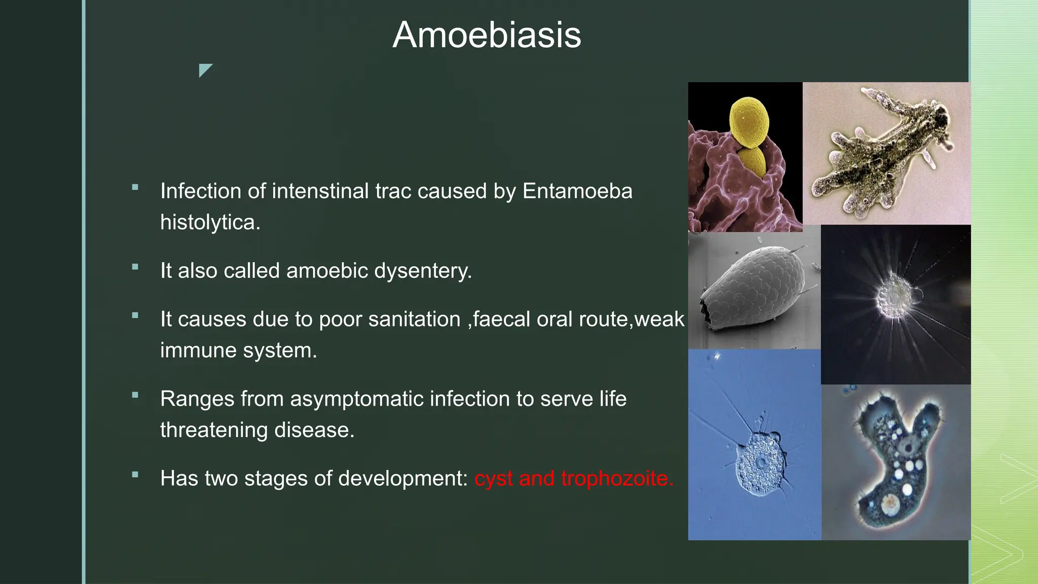 Pharmacology of Anti-Amoebic Agents: Mechanisms, Efficacy, and ...