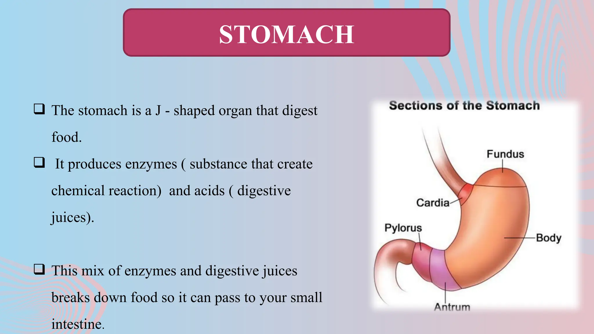 physiology and anatomy : digestive system | PPTX