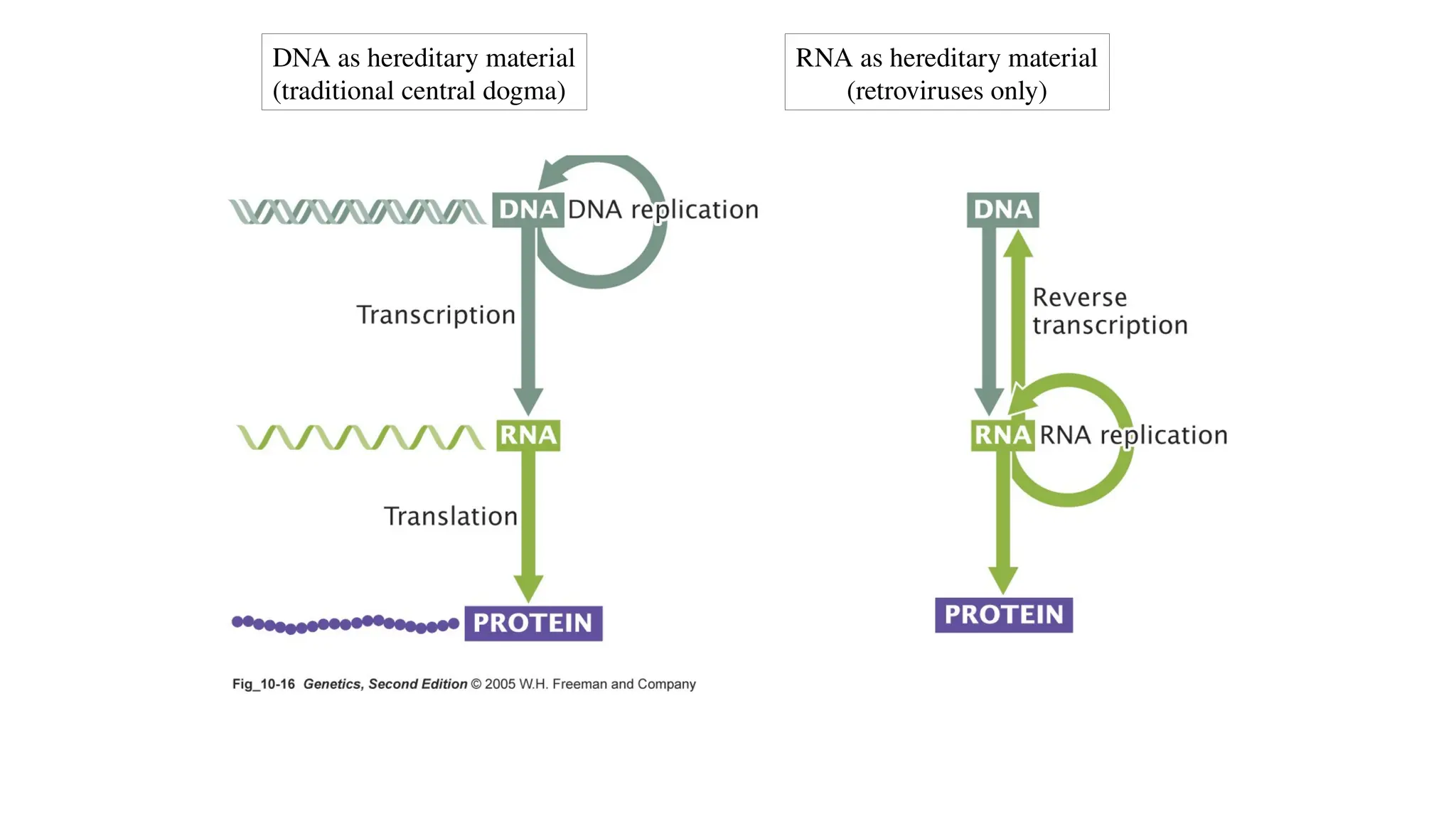 DNA replication, transcription and translation | PPTX