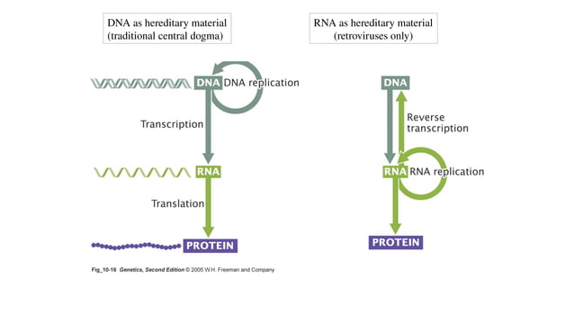 DNA replication, transcription and translation | PPT