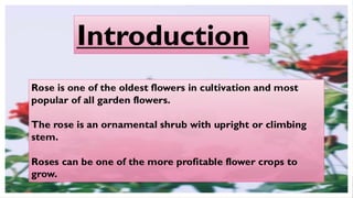 Presentation (1).pdf (chrysanthemum flower cultivation | PDF