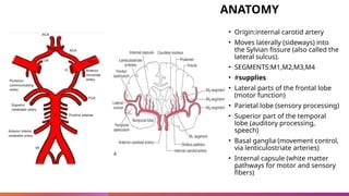 Medial cerebral artery anureysm presentation | PPTX