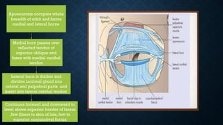 Anatomy of eyelids basic anatomy covered along with abnormalities of ...