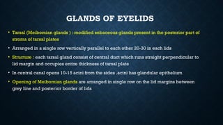 Anatomy of eyelids basic anatomy covered along with abnormalities of ...