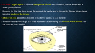 Anatomy of eyelids basic anatomy covered along with abnormalities of ...