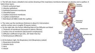 Guyton chap 40 respiratory physiolo.pptx