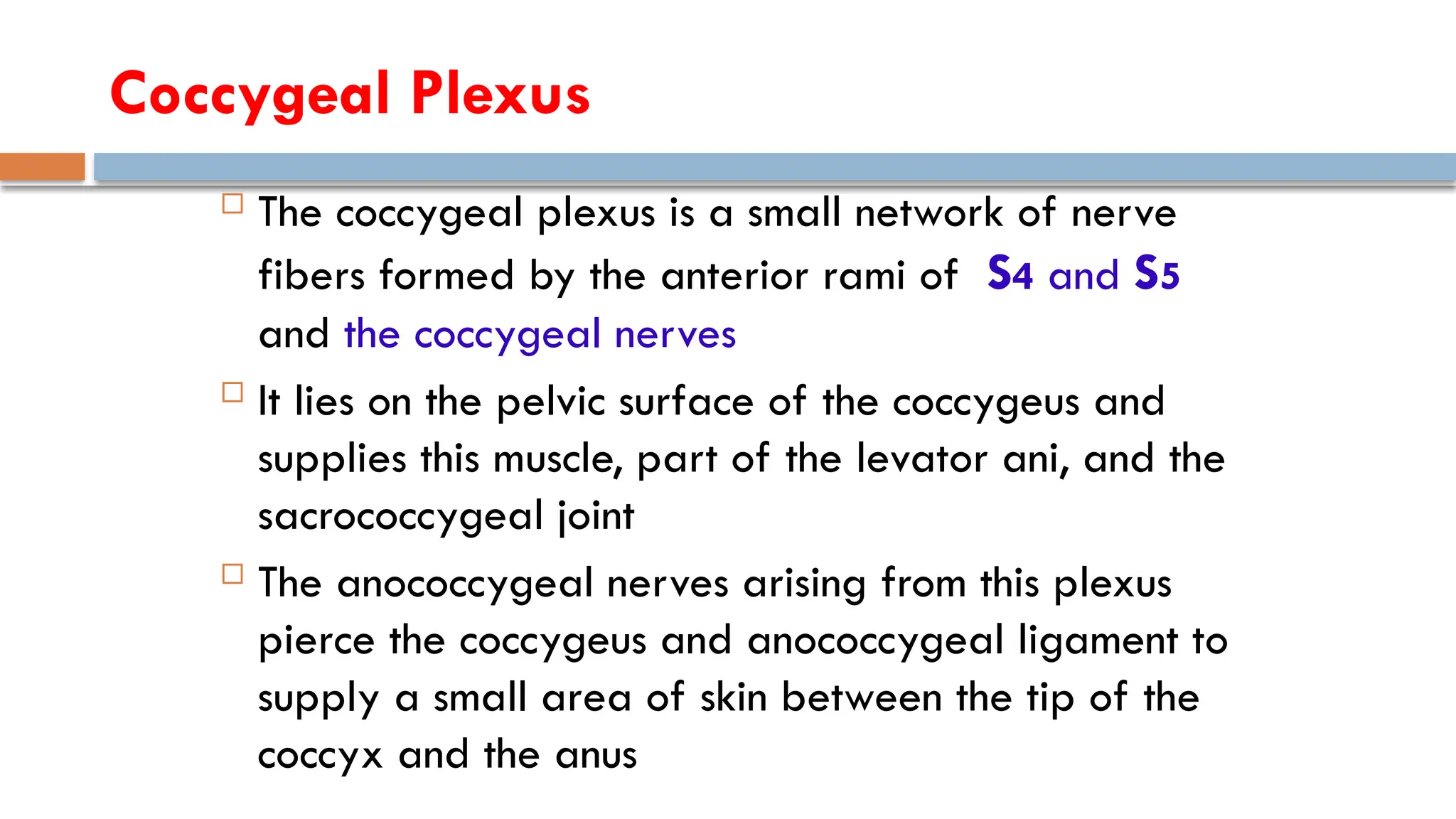 pelv nerve blood vess Presentation 1.pptx