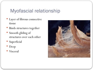 MECHANISM AND PROCEDURE OF MYOFASCIAL RELEASE.pptx