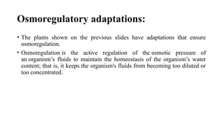 Presentation1.pptx osmoregulation in plants | PPTX