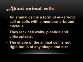 animal cell | PPTX