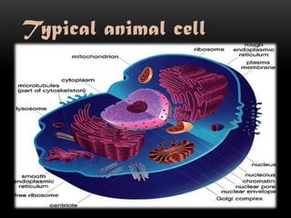 animal cell | PPTX | Biological Sciences | Science