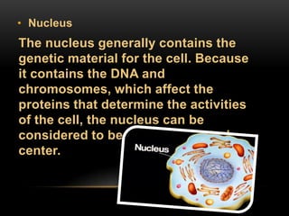 animal cell | PPTX