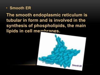 animal cell | PPTX