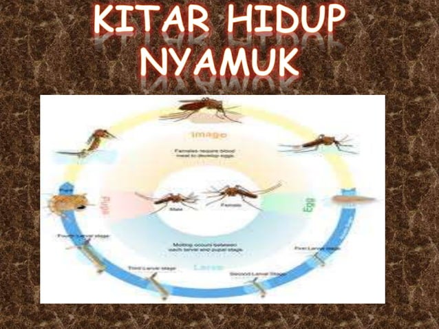PARASITOLOGI PENGNALAN KEPADA PARASIT MALARIA | PPTX