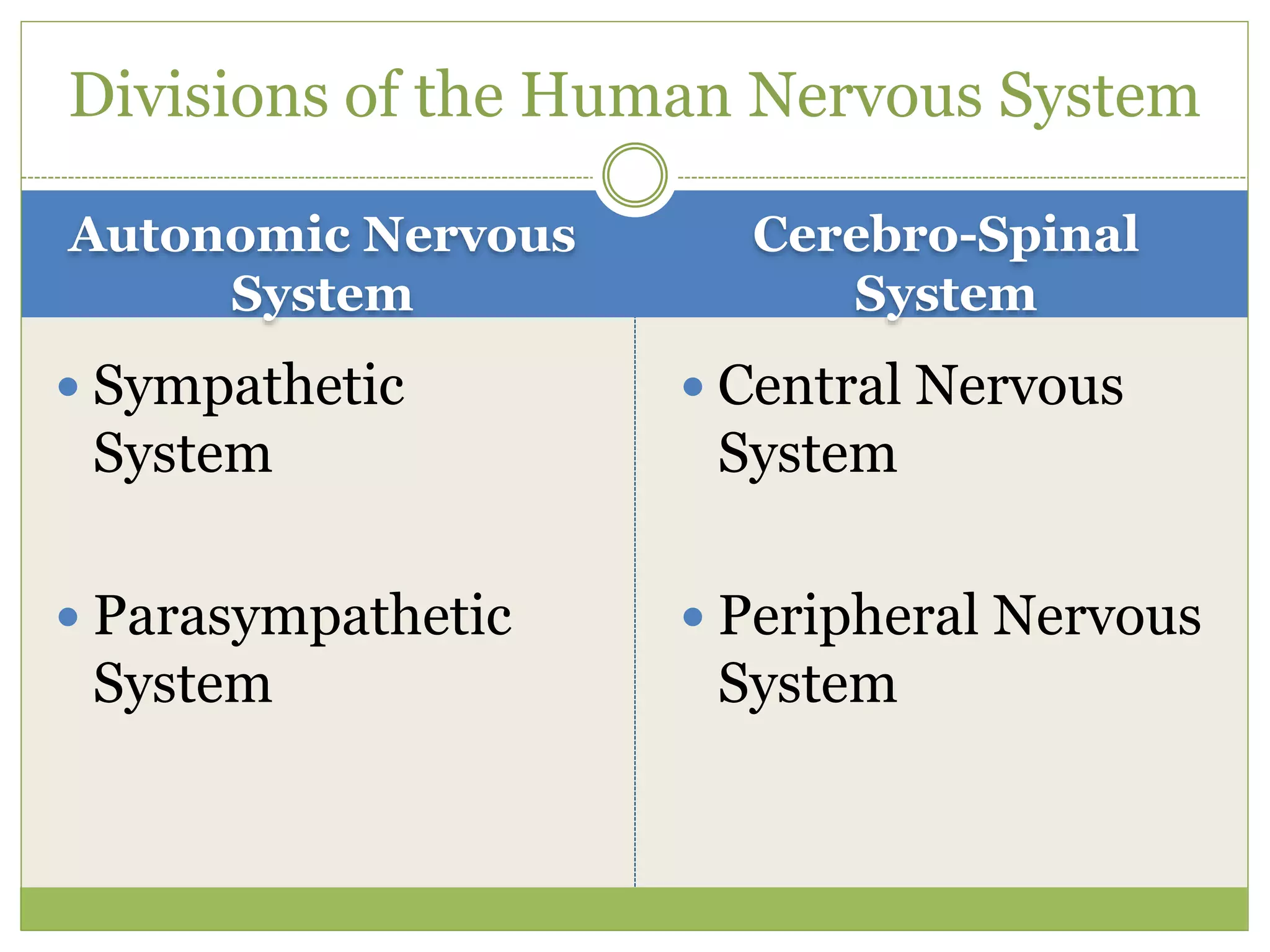 Divisions of the Human Nervous System | PPTX