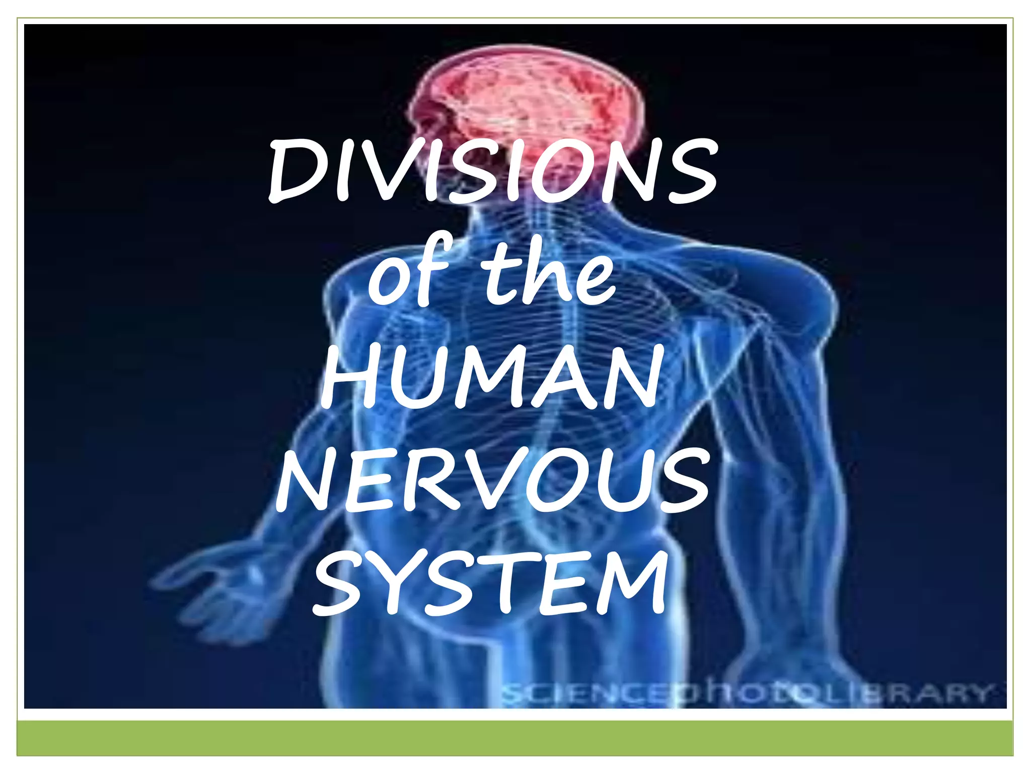 Divisions of the Human Nervous System | PPT