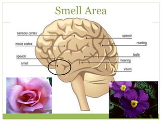 Divisions of the Human Nervous System | PPTX