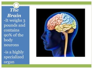 Divisions of the Human Nervous System | PPTX