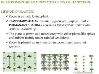 cocoa seed production technology | PPTX