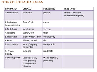 cocoa seed production technology | PPTX