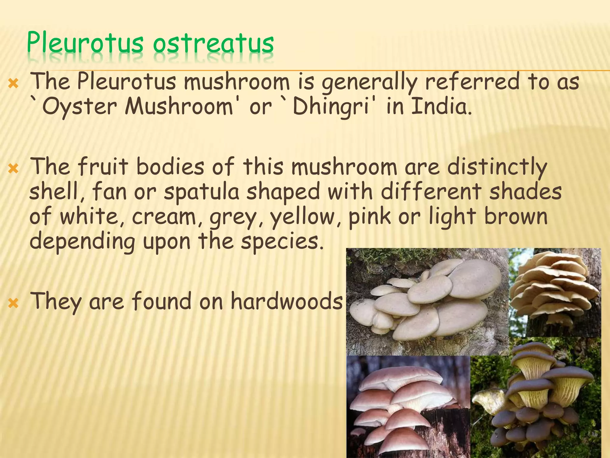 MUSHROOM CULTIVATION | PPTX