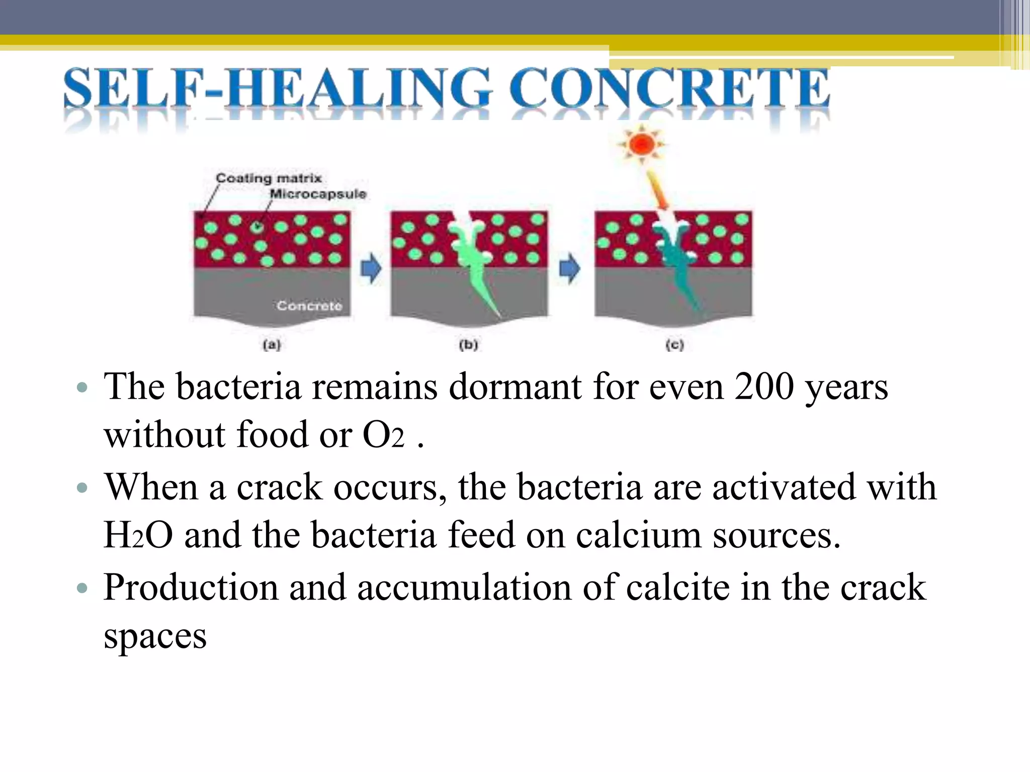 Calcite forming bacteria and production of biocement | PPTX