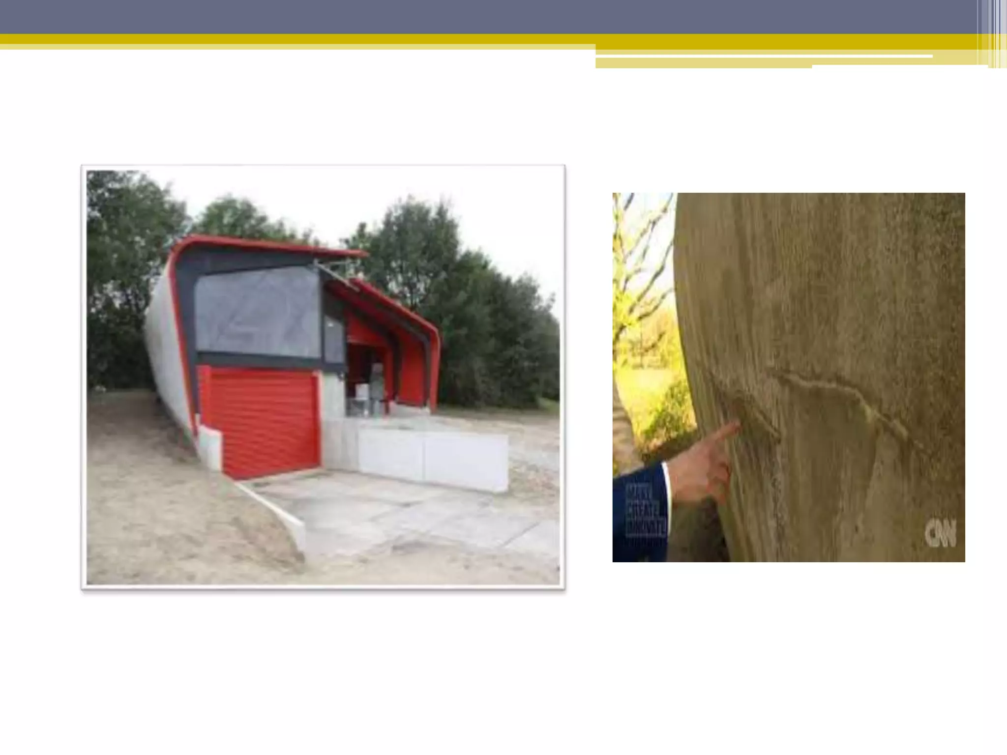 Calcite forming bacteria and production of biocement | PPTX