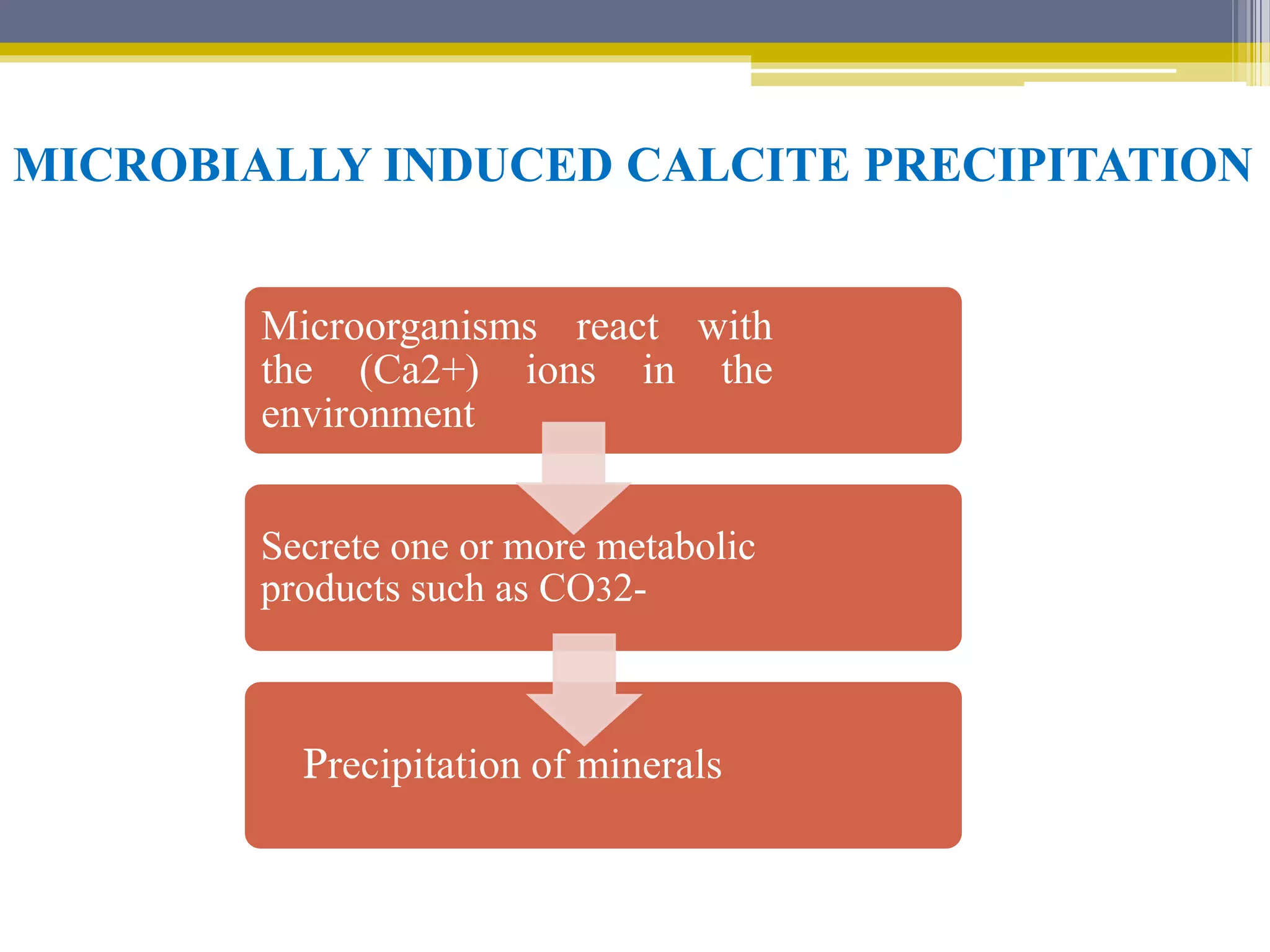 Calcite forming bacteria and production of biocement | PPTX