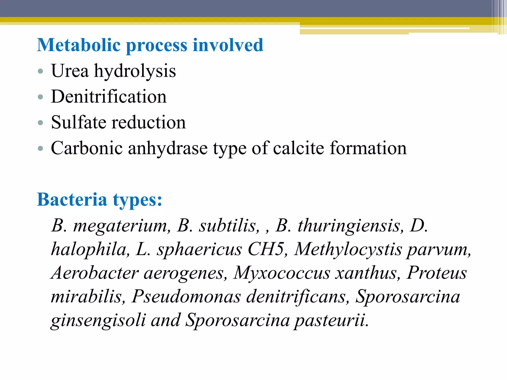 Calcite forming bacteria and production of biocement | PPTX