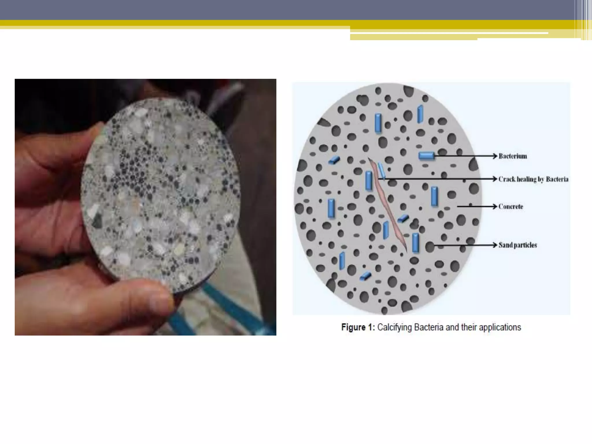 Calcite forming bacteria and production of biocement | PPTX