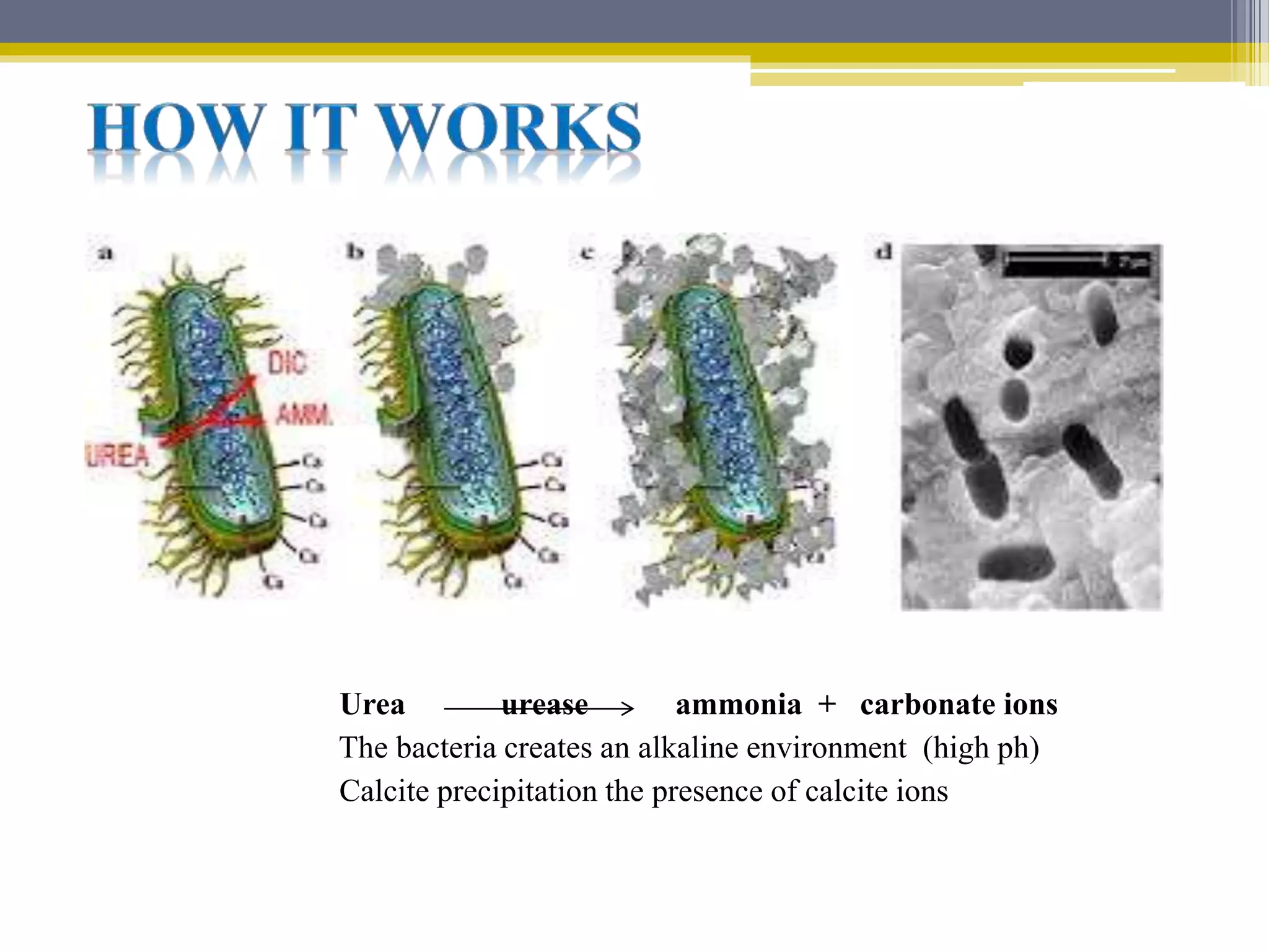 Calcite forming bacteria and production of biocement | PPTX