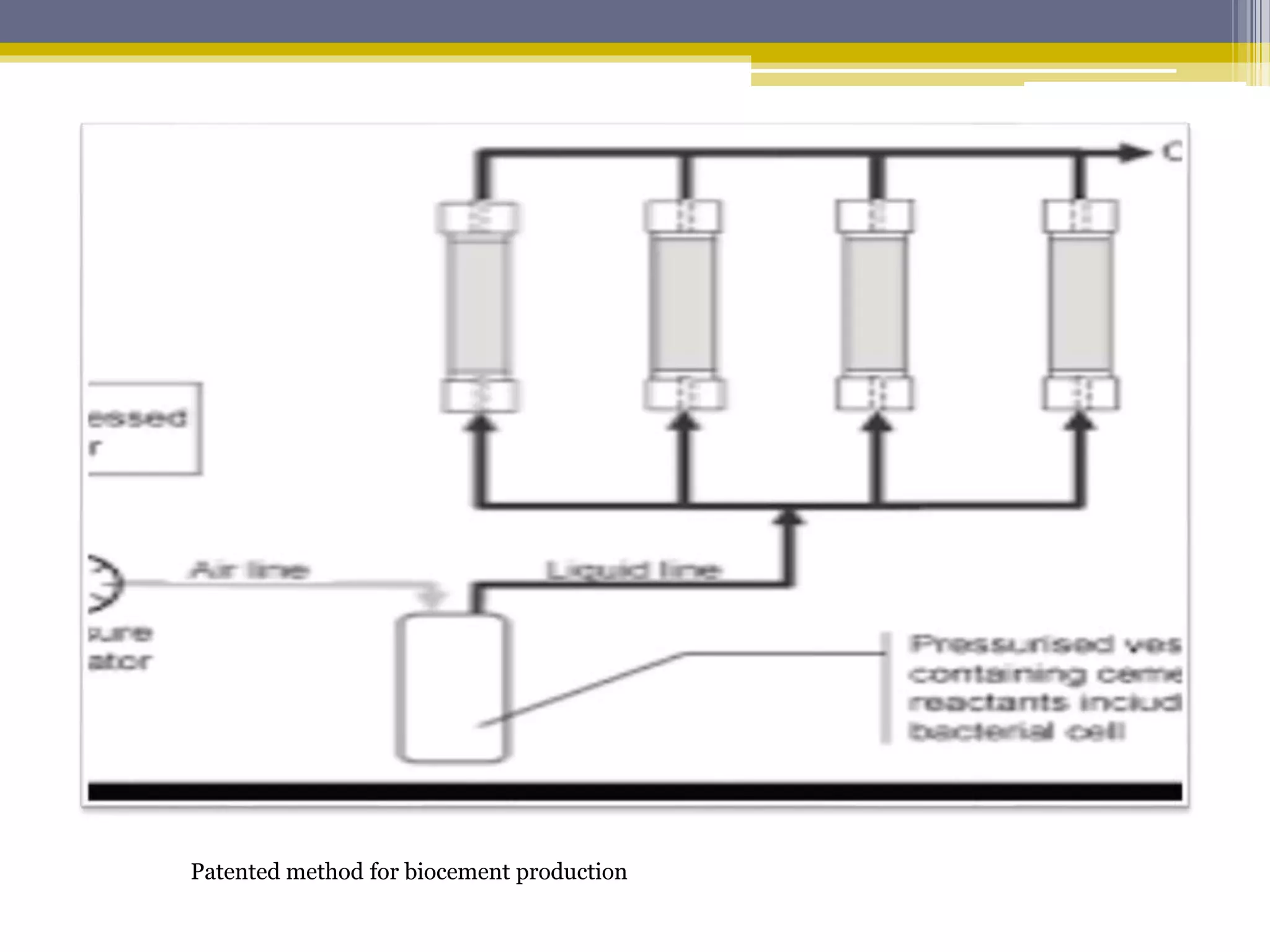 Calcite forming bacteria and production of biocement | PPTX