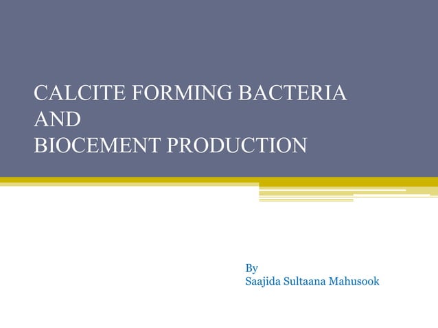 Calcite forming bacteria and production of biocement | PPTX