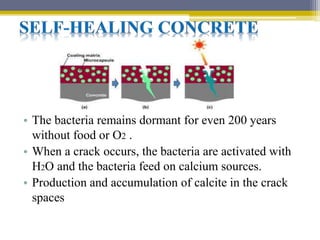 Calcite forming bacteria and production of biocement | PPTX