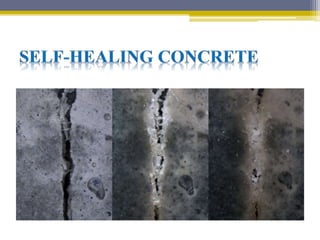 Calcite forming bacteria and production of biocement | PPTX