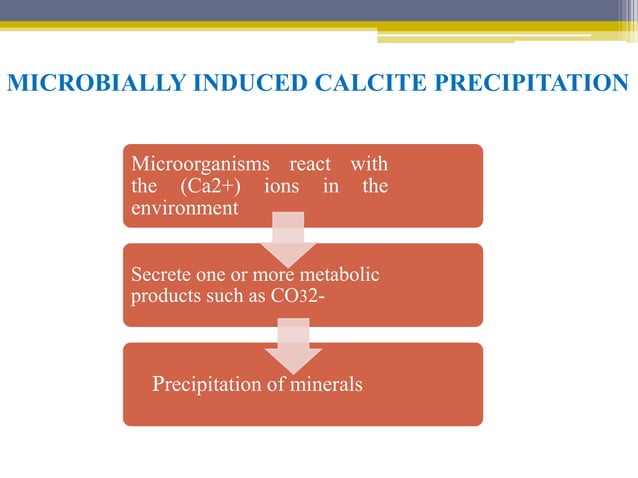 Calcite forming bacteria and production of biocement | PPTX