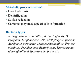 Calcite forming bacteria and production of biocement | PPTX